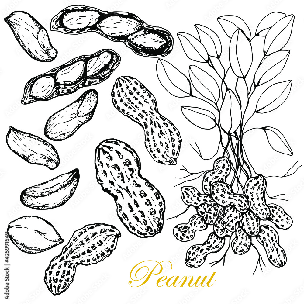 Paenut. Set.Nuts in whole and ripe peel. Leaves.Rhizome with nuts ...