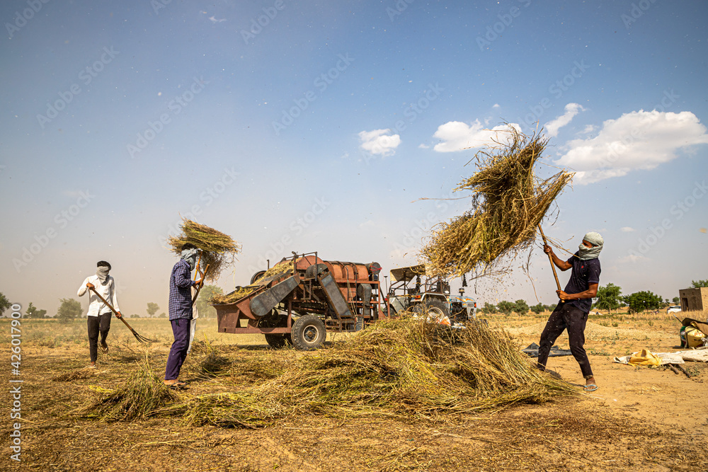 indian farmer harvesting crop in thrashing machine. Stock Photo | Adobe ...