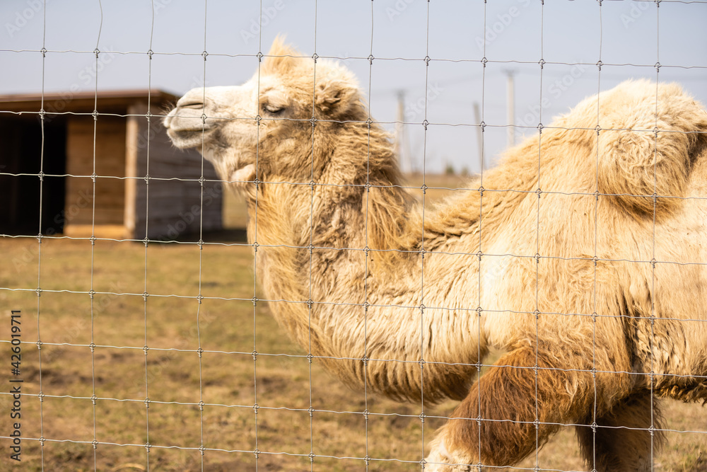 The zoo cage behind which the camel.The zoo cage behind which the camel ...