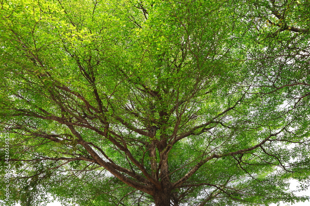 Terminalia ivorensis tree that spreads its branches and leaves ...