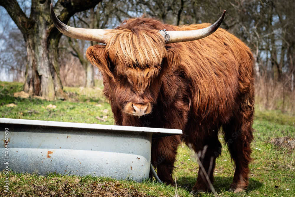 szkockie krowy, Highland Cattles Stock Photo | Adobe Stock