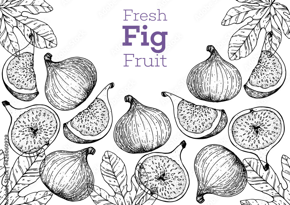 Fig fruit hand drawn package design. Vector illustration. Design ...