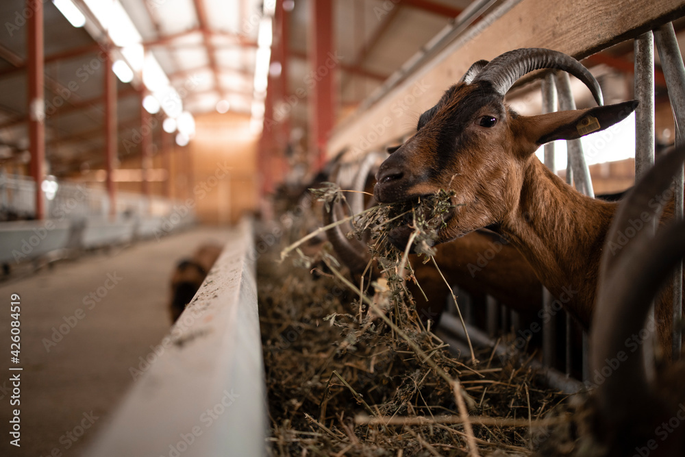 Goat Eating Food