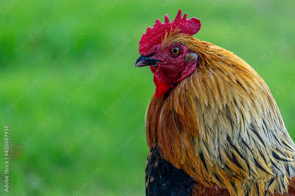 Detailed powerful close up of a rooster with a blurred green grass ...