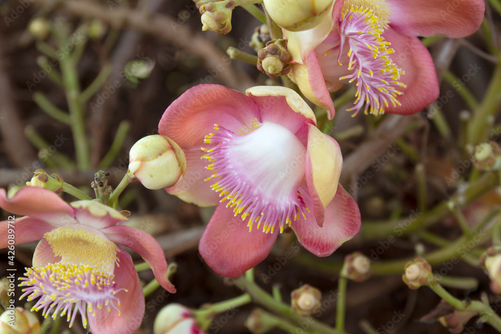 Sala Tree or Cannonball flower , the Symbol Flower and Tree in Buddhism ...