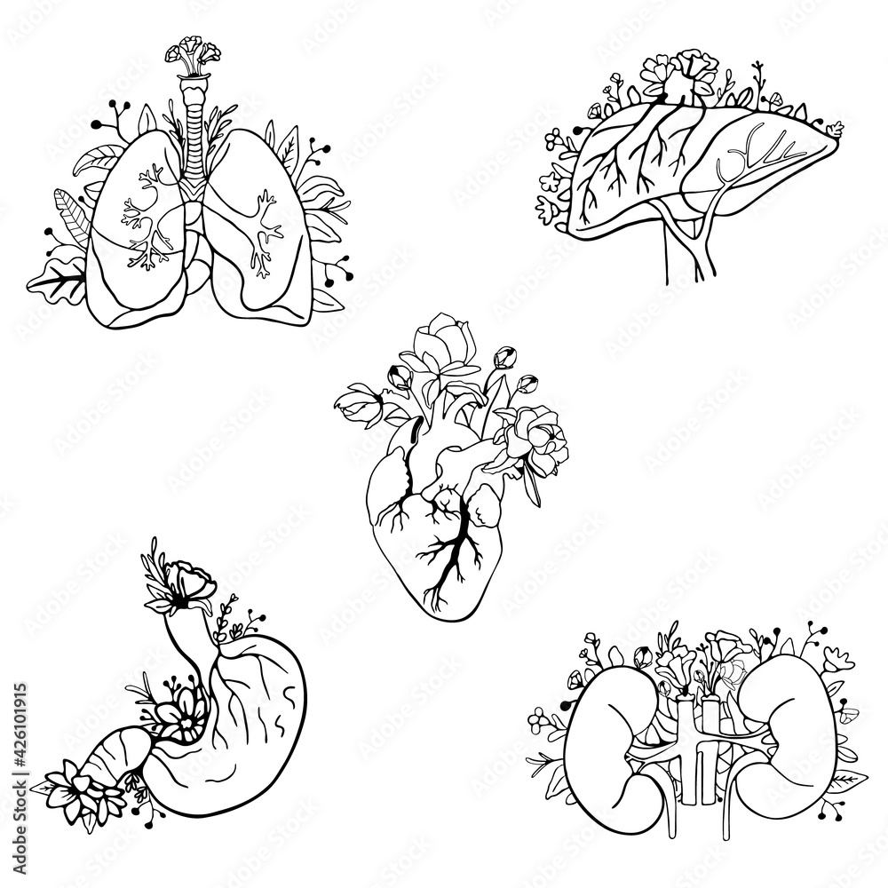Flat Drawn Human Internal Organs Icon Set With Kidneys Stomach Lungs