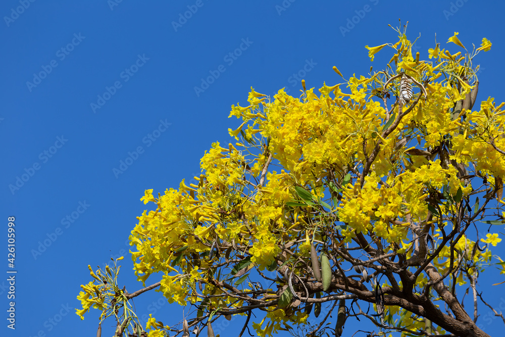 Tabebuia aurea is a species of Tabebuia native to South America in ...