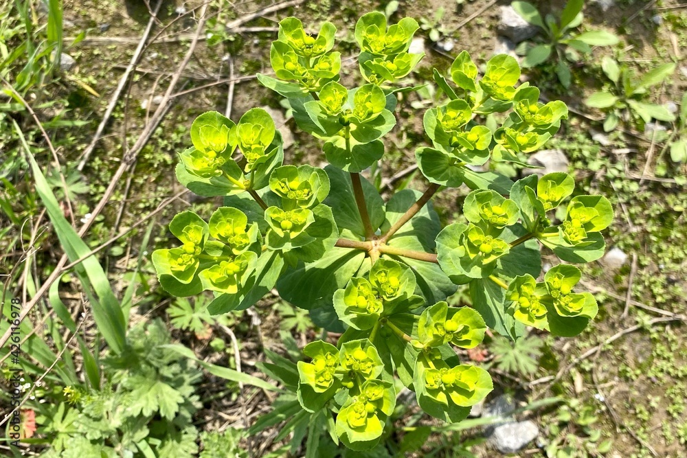 Fresh green leaves and flowers of Euphorbia helioscopia (sun spurge ...
