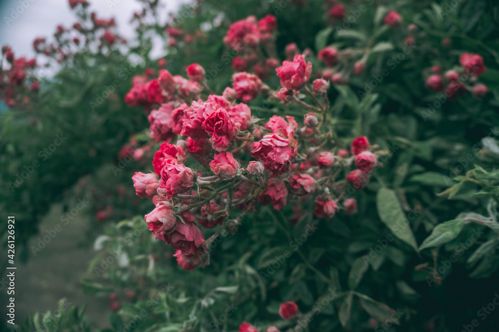 Shrub rose, small roses, garden, flowers for the garden, pink roses ...