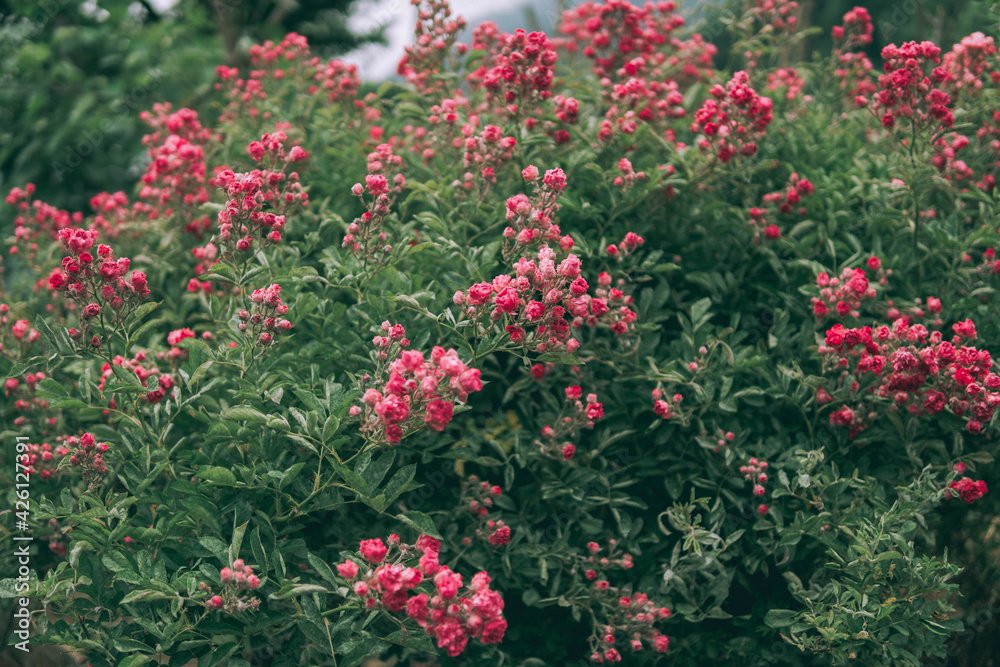 Shrub rose, small roses, garden, flowers for the garden, pink roses ...