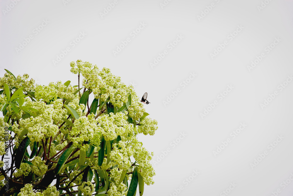 White flower with green leaves of Devil tree ( Alstonia scholaris ...