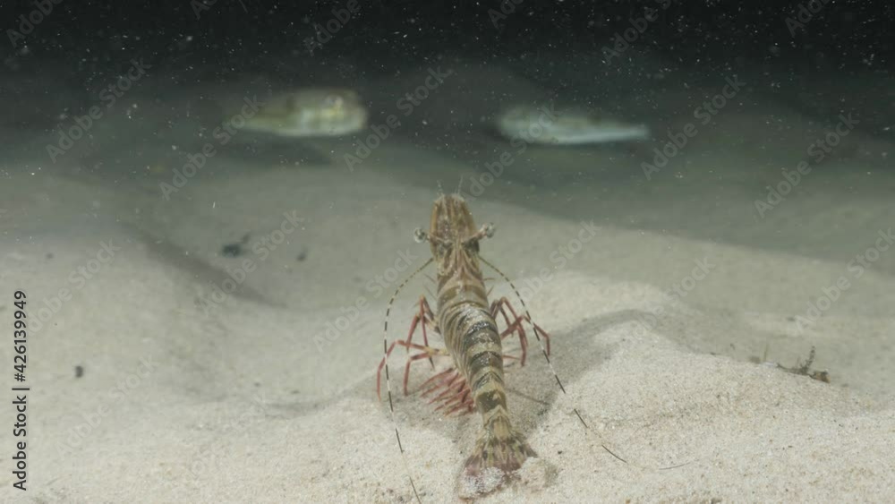 Unique underwater perspective view following a large prawn as it ...