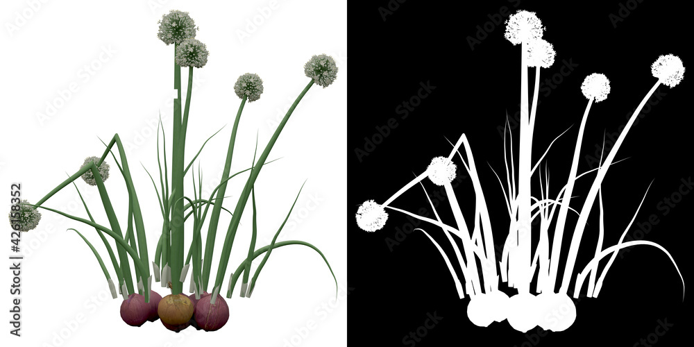 Left view of plant (Allium Cepa) png with alpha channel to cutout 3D ...