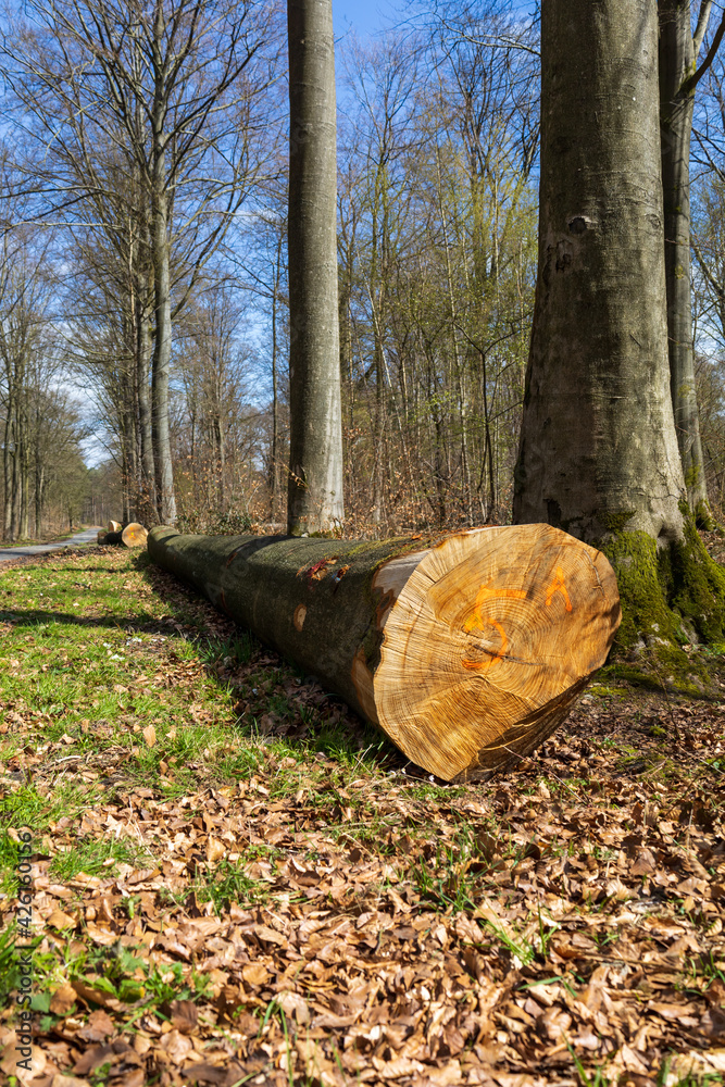 Fotka „Tronc d'arbre coupé allongé au bord d'un chemin de forêt ...