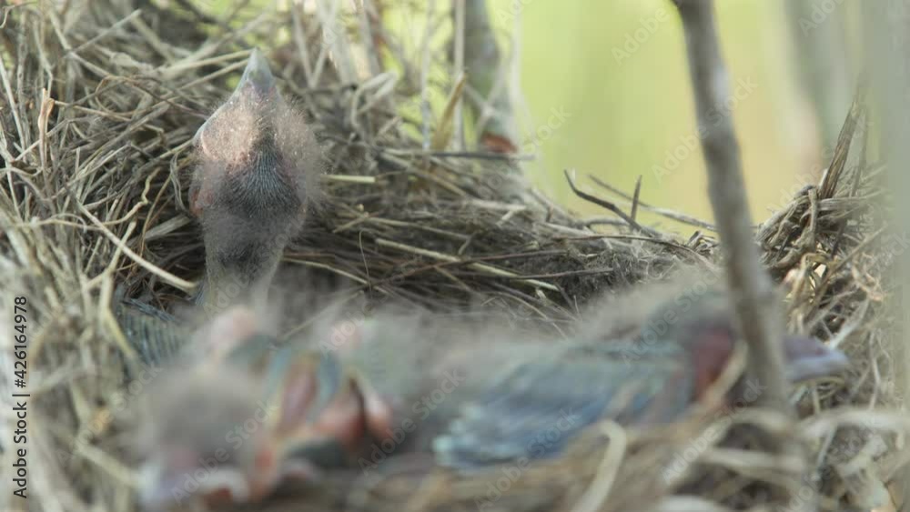 Close up view of baby birds in nest after hatching from eggs. Young ...