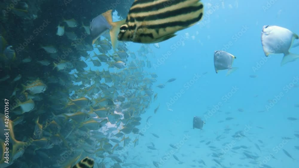A scuba diver operating an underwater camera set-up attached with ...