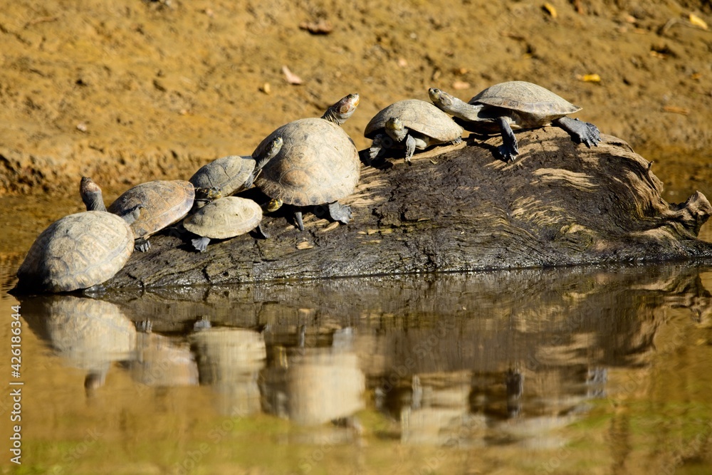 Group of Yellow-spotted river turtles (Podocnemis unifilis) with ...