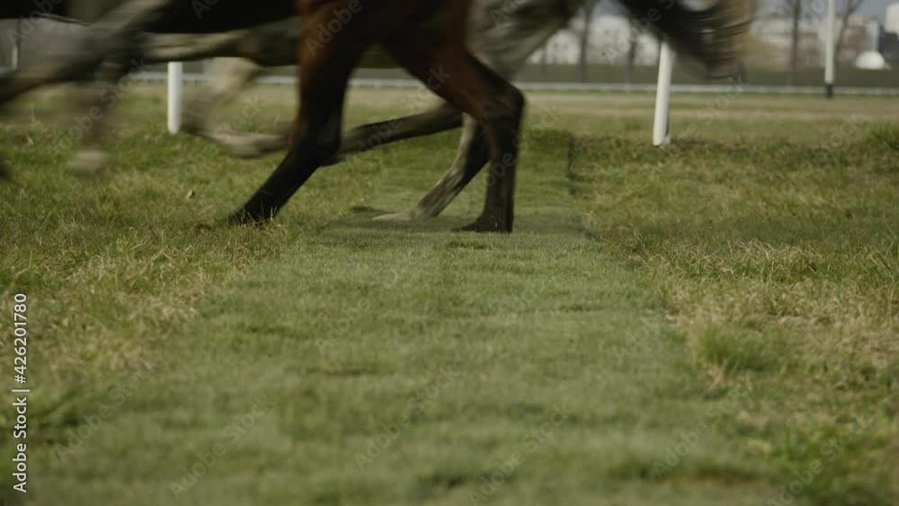 Horses Racing Championship on Hippodrome Track. Gallop Run Stallions ...