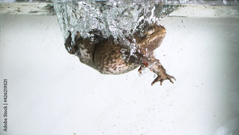 Cane toad slow motion splash in fresh water on white background ...