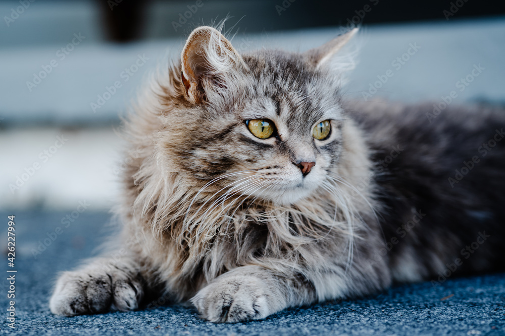 long hair cat Stock Photo | Adobe Stock