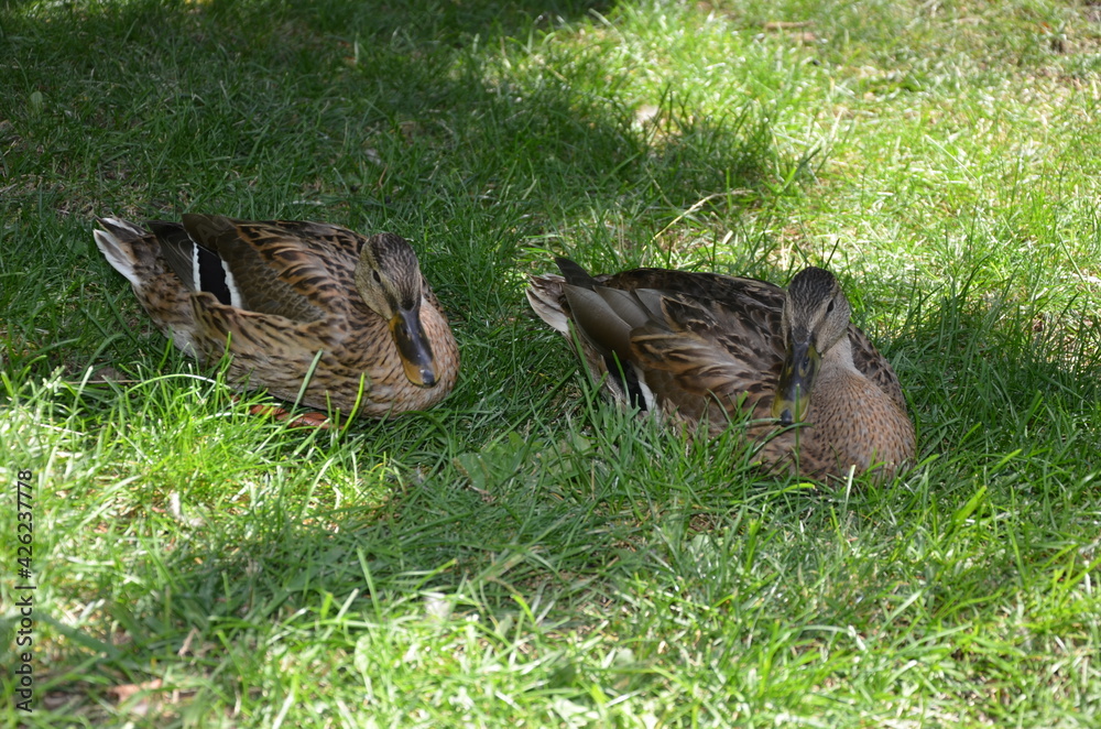 Patos sobre el cesped Stock Photo | Adobe Stock