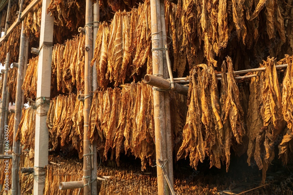 Curing Burley Tobacco Hanging in a Barn.Tobacco leaves drying in the ...
