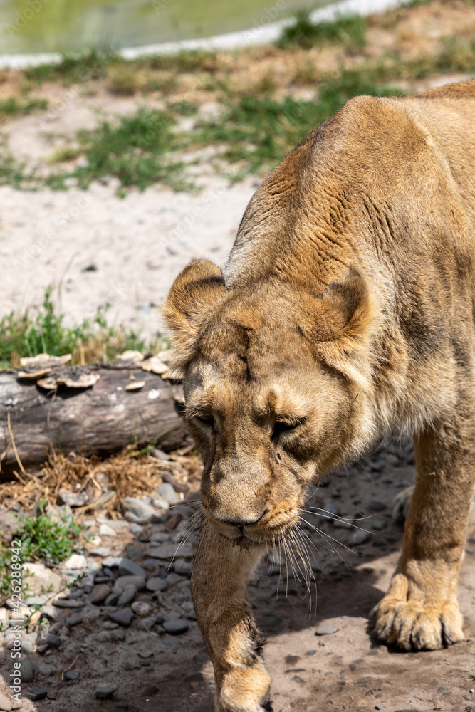 Asiatic lion (Panthera leo persica). A critically endangered species ...