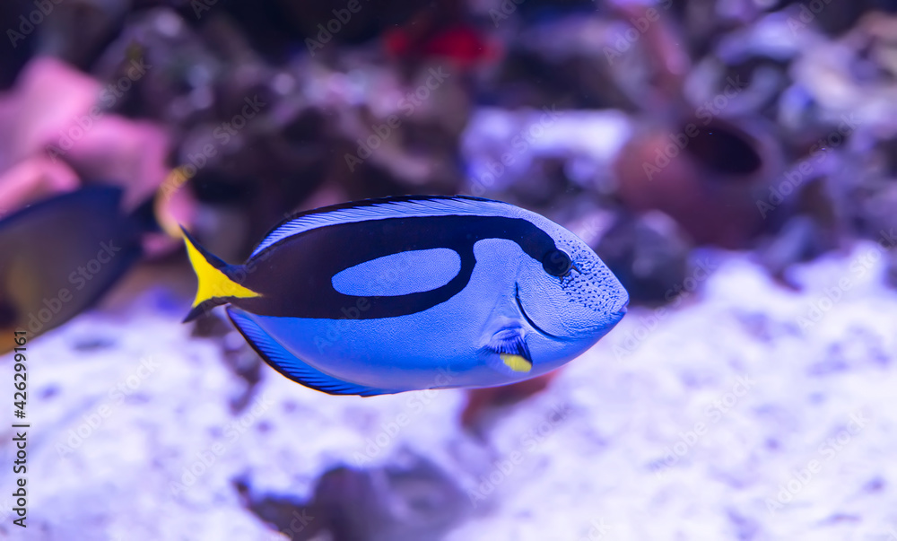 Purple Hippo Tang