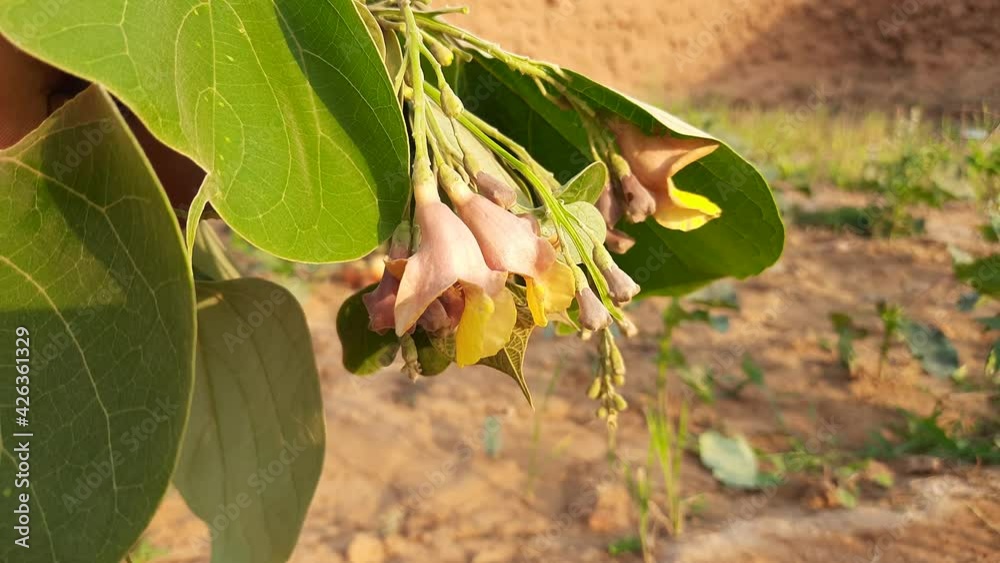 Flower of Gmelina arborea tree. Gmelina arborea, other names beechwood ...