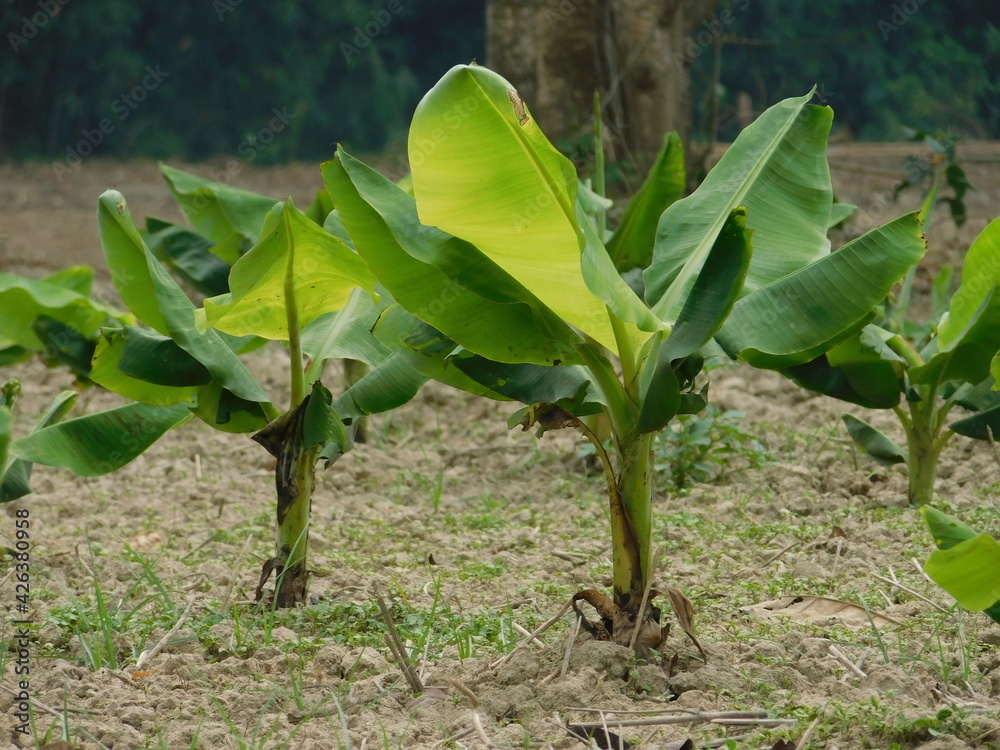 Small banana tree planting on white soils in west bengal. Stock Photo ...