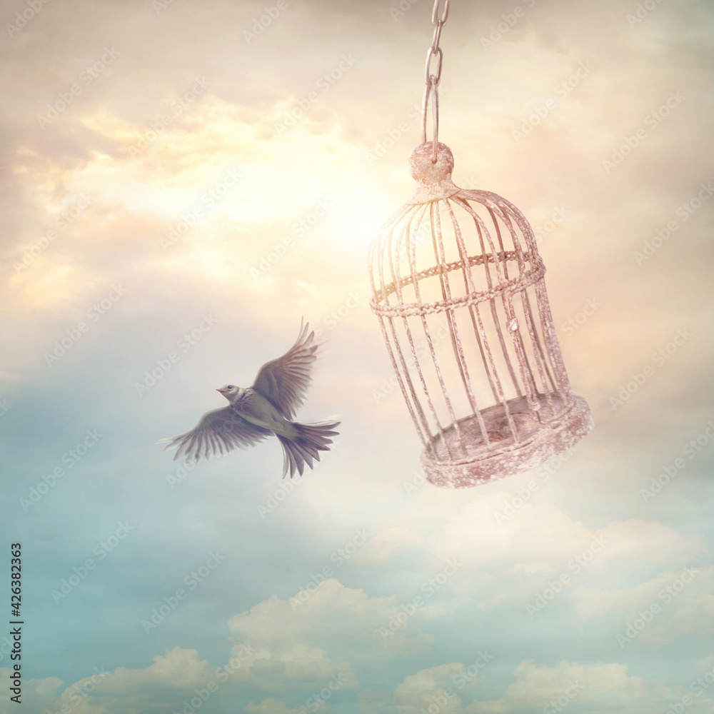Bird escaping from the cage. Stock-Foto | Adobe Stock
