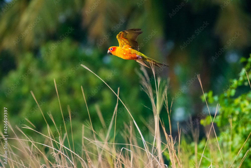 Sun Conure Parrot Flying