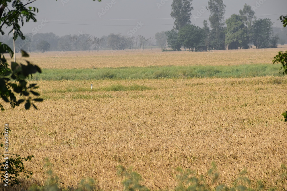 Indian fields in an Indian village in Patiala, Punjab. Crop in fields ...