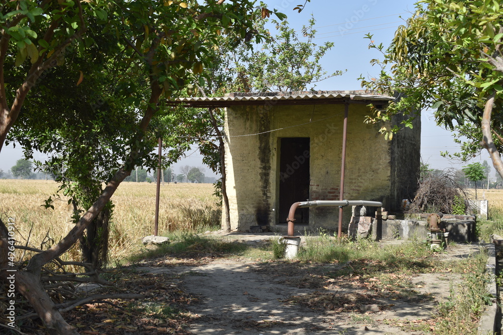 Indian fields in an Indian village in Patiala, Punjab. Crop in fields ...