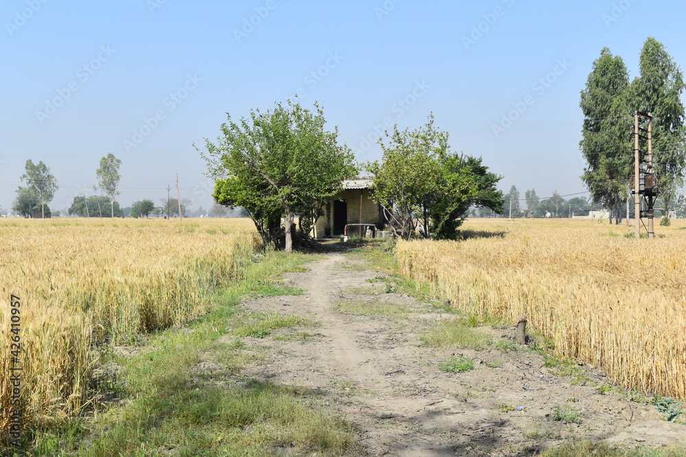 Indian fields in an Indian village in Patiala, Punjab. Crop in fields ...