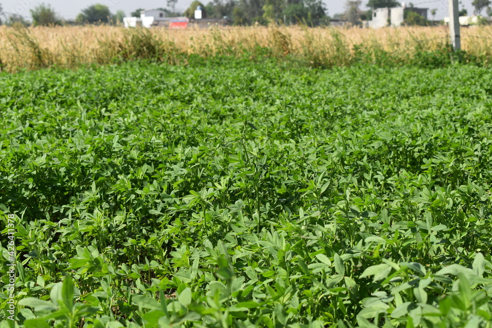 Indian fields in an Indian village in Patiala, Punjab. Crop in fields ...