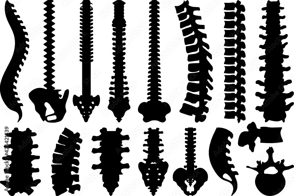 Anatomy Spine SVG Cut Files | Anatomy SVG | Human Spine Silhouette ...