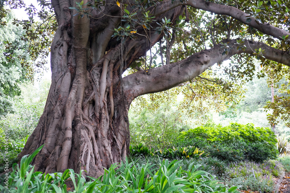 Fotka „Ficus macrophylla, Australian banyan or Moreton Bay Fig in Royal ...