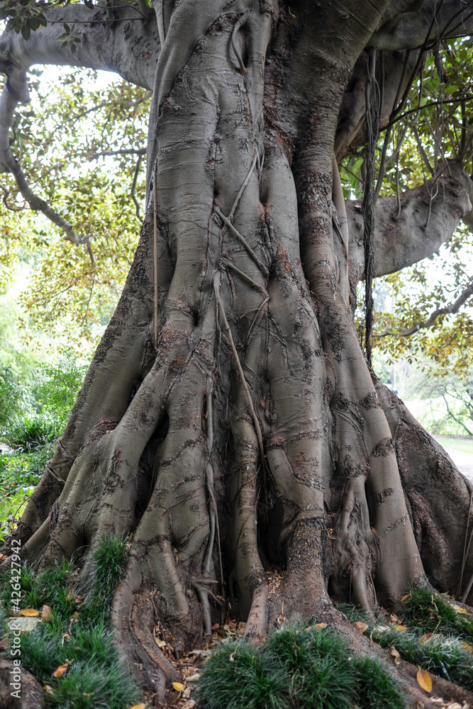 Ficus macrophylla, Australian banyan or Moreton Bay Fig in Royal ...