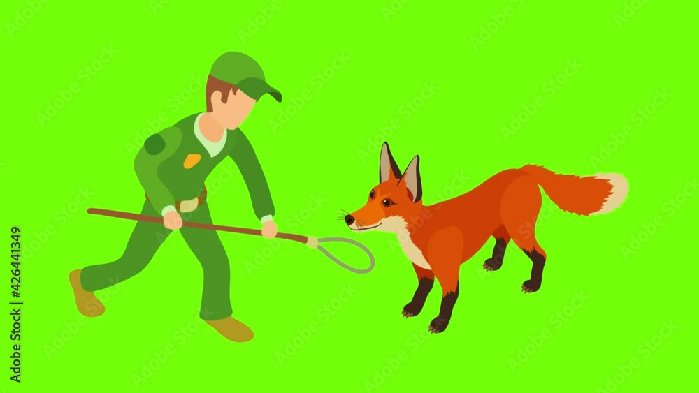 Catching fox icon animation cartoon best object on green screen ...
