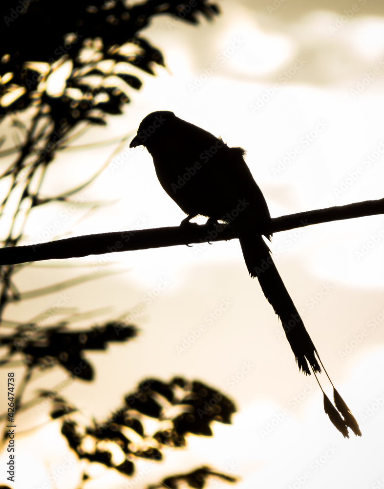 Momotus aequatorialis, Momotus momota, silueta de ave al atardecer o ...