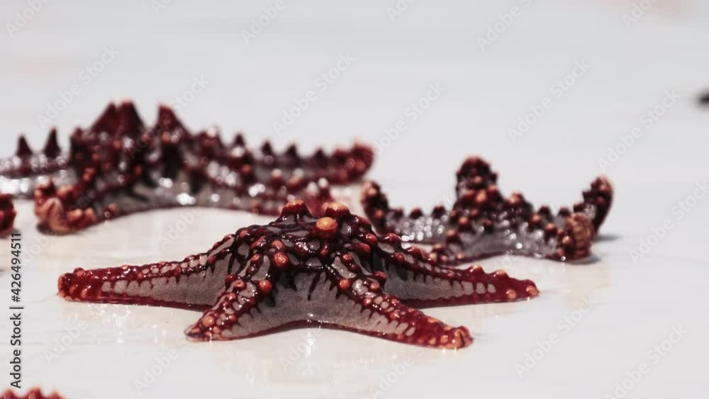 Lot of red starfish lie in the shallow waters of the sandy shore. Group ...