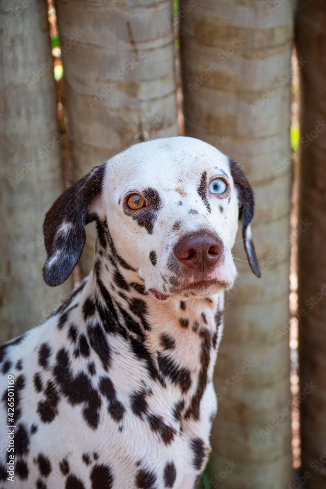perro dalmata blanco con manchas negras con ojos de colores diferentes ...