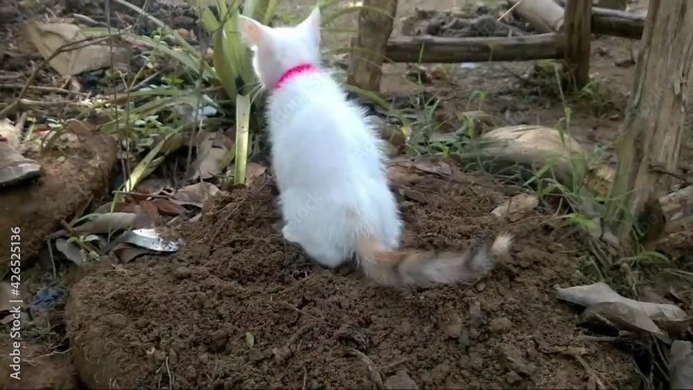 Kitten is pooping outdoor, A white cat with toilet soil, close up ...