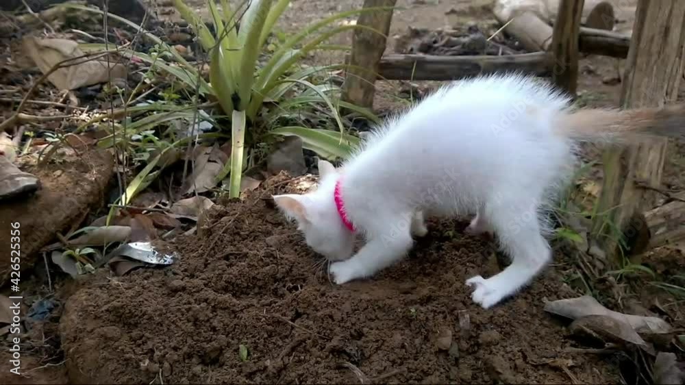 Kitten is pooping outdoor, A white cat with toilet soil, close up ...