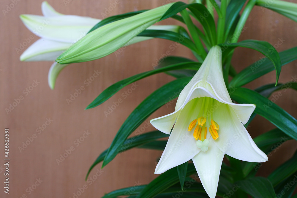 Fragrant white and yellow trumpet flowers of Easter Lily flowers ...