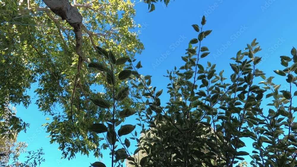 branches of big Boxelder Maple (Acer negundo) tree shot from underneath ...