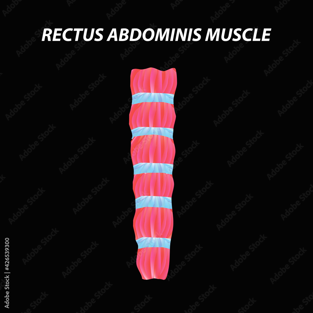 The structure of skeletal muscle. rectus abdominis muscle. Tendon ...