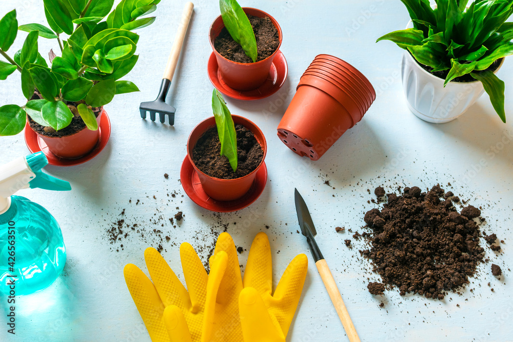 preparing plant for planting on blue table Method of propagation by ...