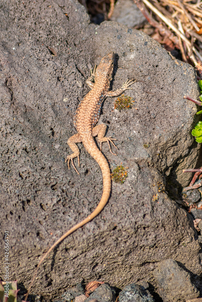 Lizard on the hunt for insects on a hot volcano rock warming up in the ...